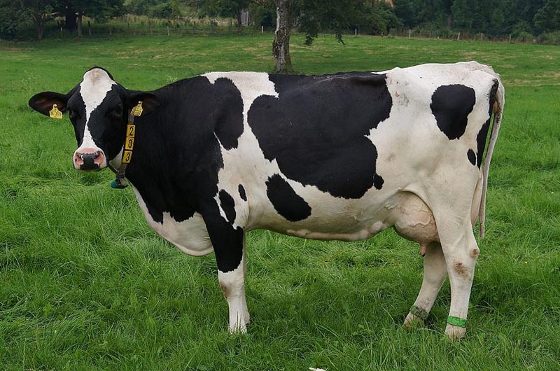 Nos fournisseurs - Meaty