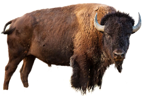 Meaty - Boucherie à Genève - Commande en ligne